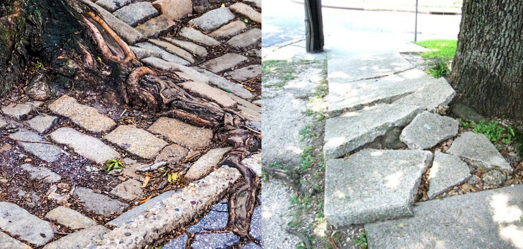 How To Fix Sidewalks Lifted By Tree Roots In 8 Ways 2024 